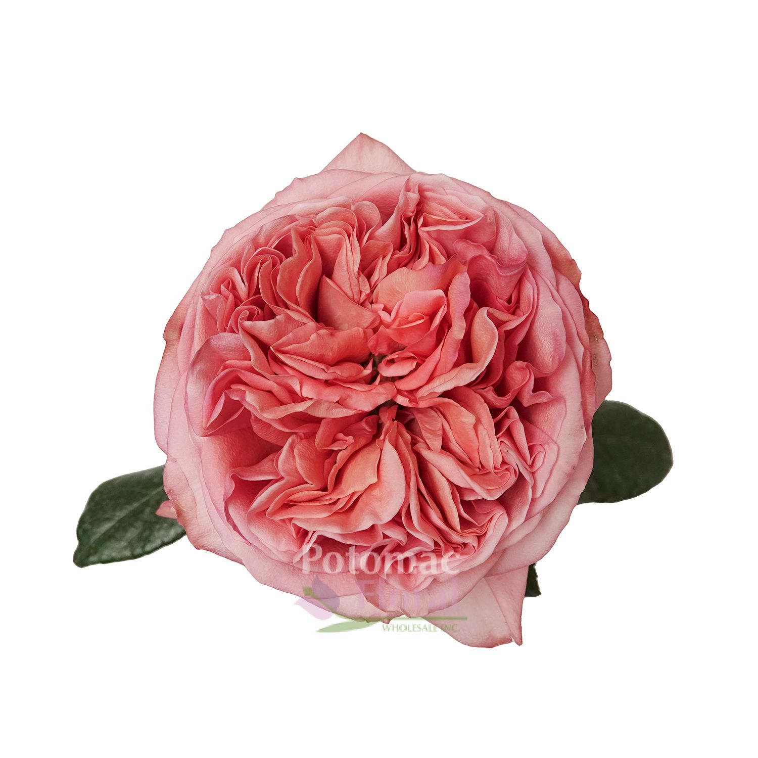 Garden Rose Candy Xpression Potomac Floral Wholesale